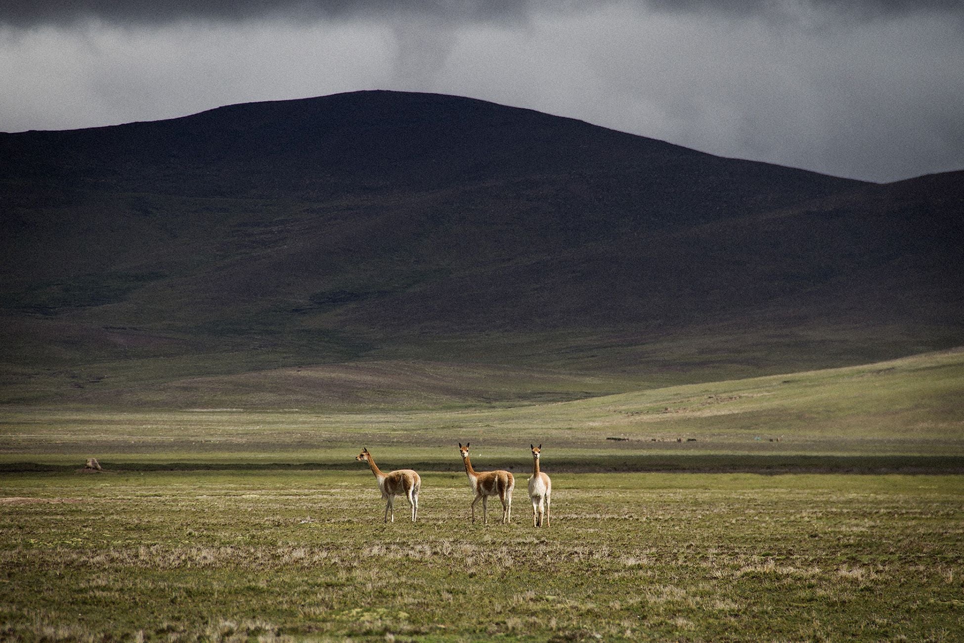 Vicuna Products – The Inoue Brothers
